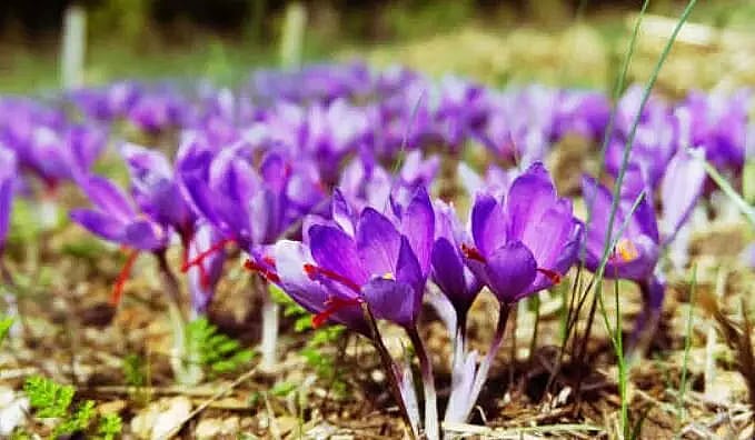 'Locations identified for saffron cultivation in Arunachal, Meghalaya'