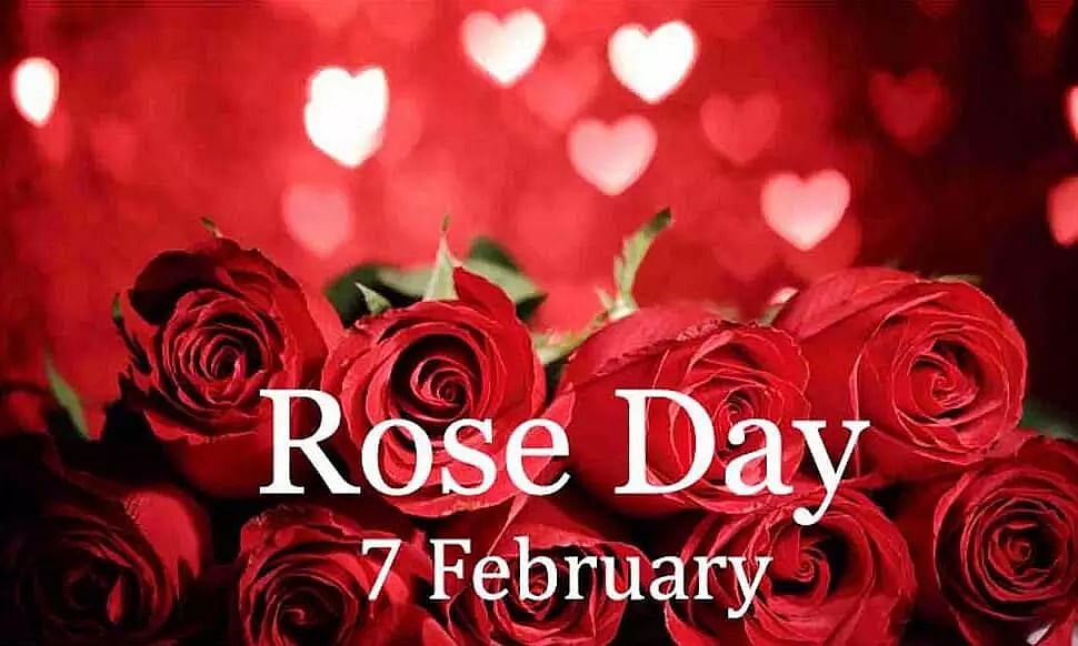 Do You Know Why 1st Day of Valentine's Week is Celebrated As Rose Day?