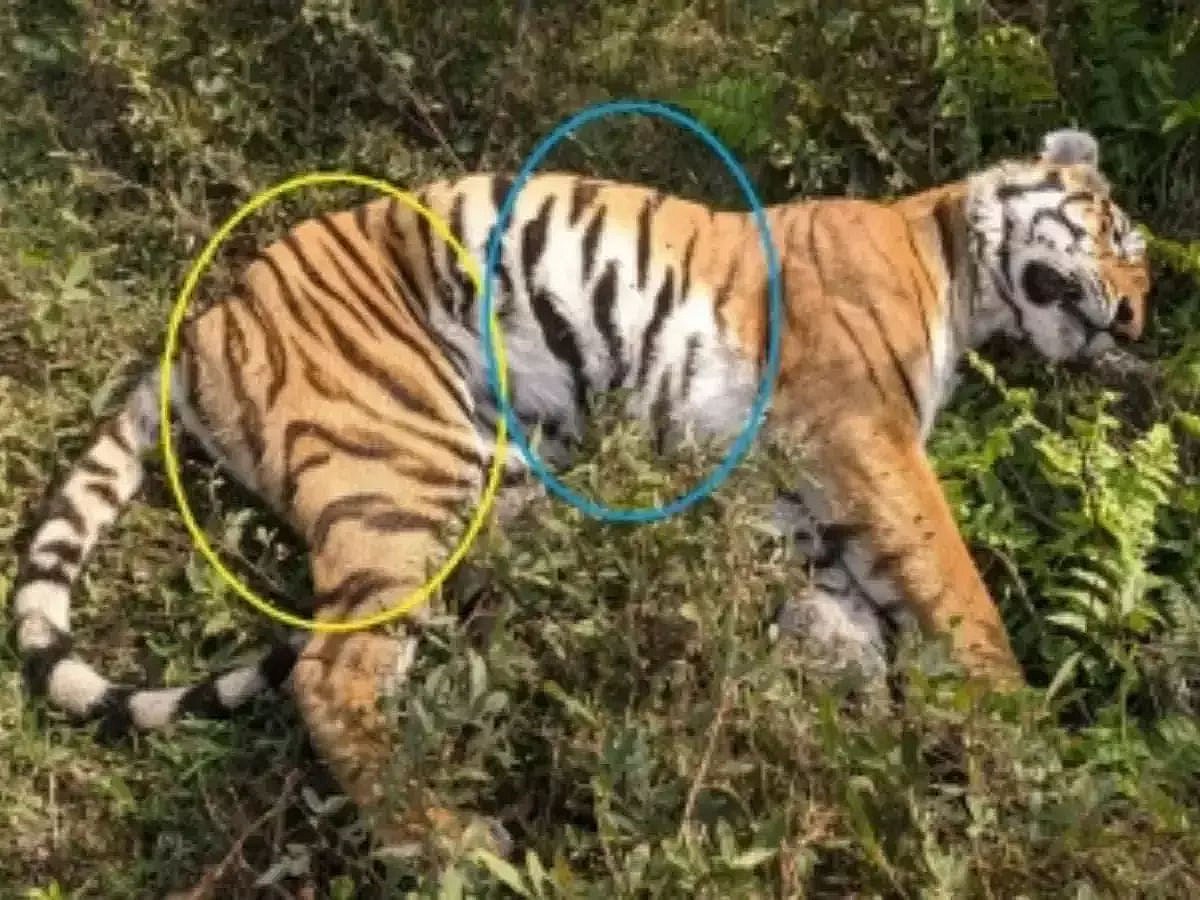Female Royal Tiger Found Dead In Assam's Kaziranga, Officials Suspects ...