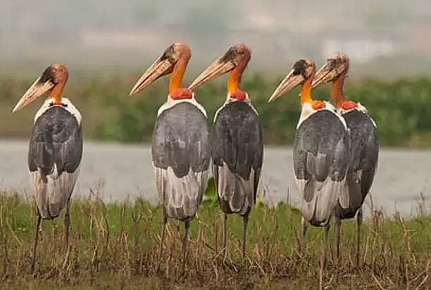 Census reveals sorry state of Deepor Beel