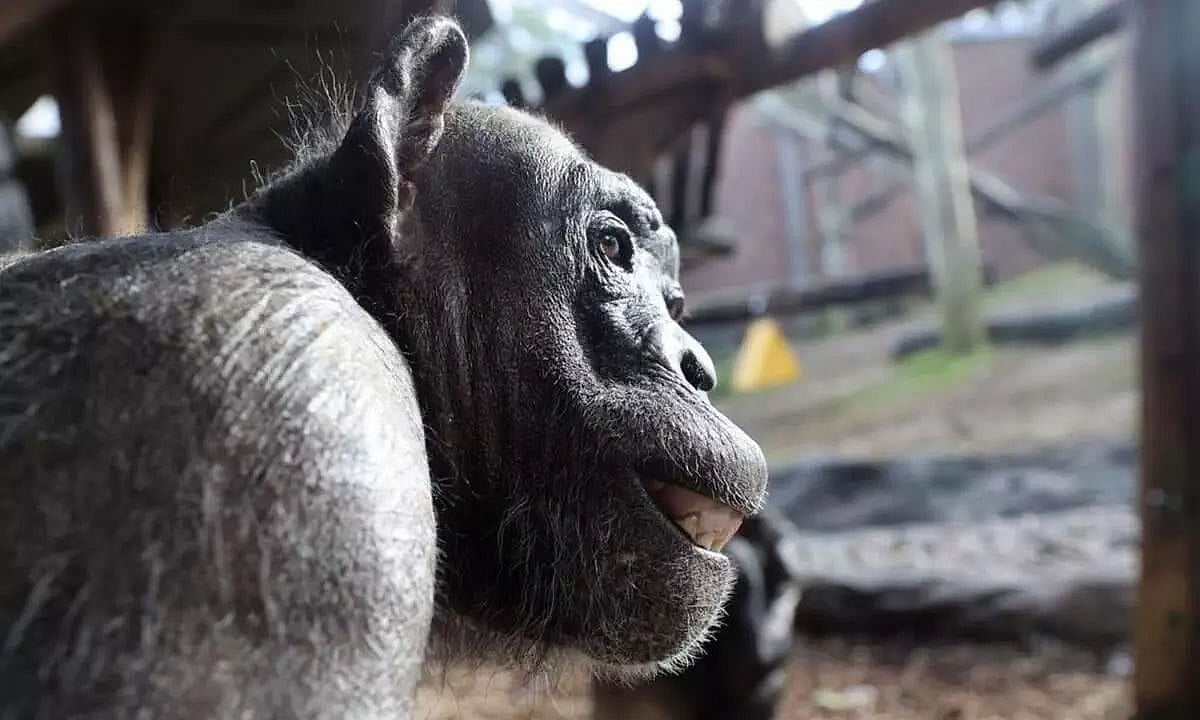 One Of The World's Oldest Chimpanzee 'Spitter' Dies At Sydney's Taronga Zoo