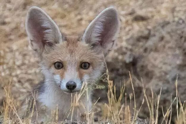 Four fox cubs rescued in Arunachal Pradesh
