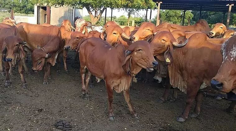 300 Gir cows arrive at Gorukhuti Dairy Farm from Gujarat