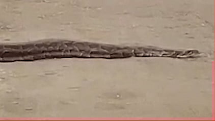 Huge Python Brings Safari expedition To A Standstill In Assam's ...