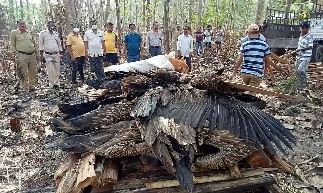 Assam: Carcasses Of 23 Endangered Vultures Found In Rani Forest Area