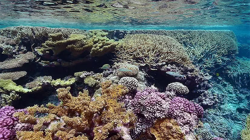 Environment experts warn world's coral reefs may disappear in 3 decades