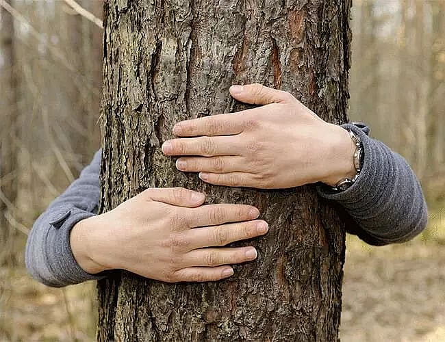 Did You Know You Can Adopt Trees Legally as Your Child or Sibling in ...