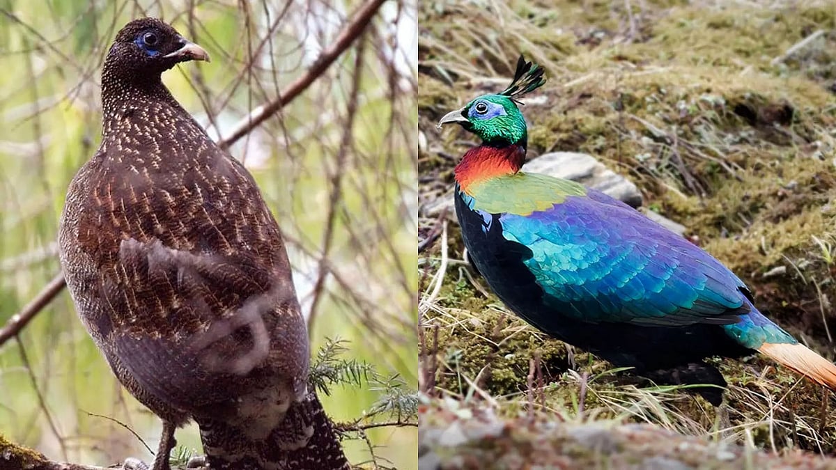 70 species spotted during Himalayan bird count in Arunachal Pradesh