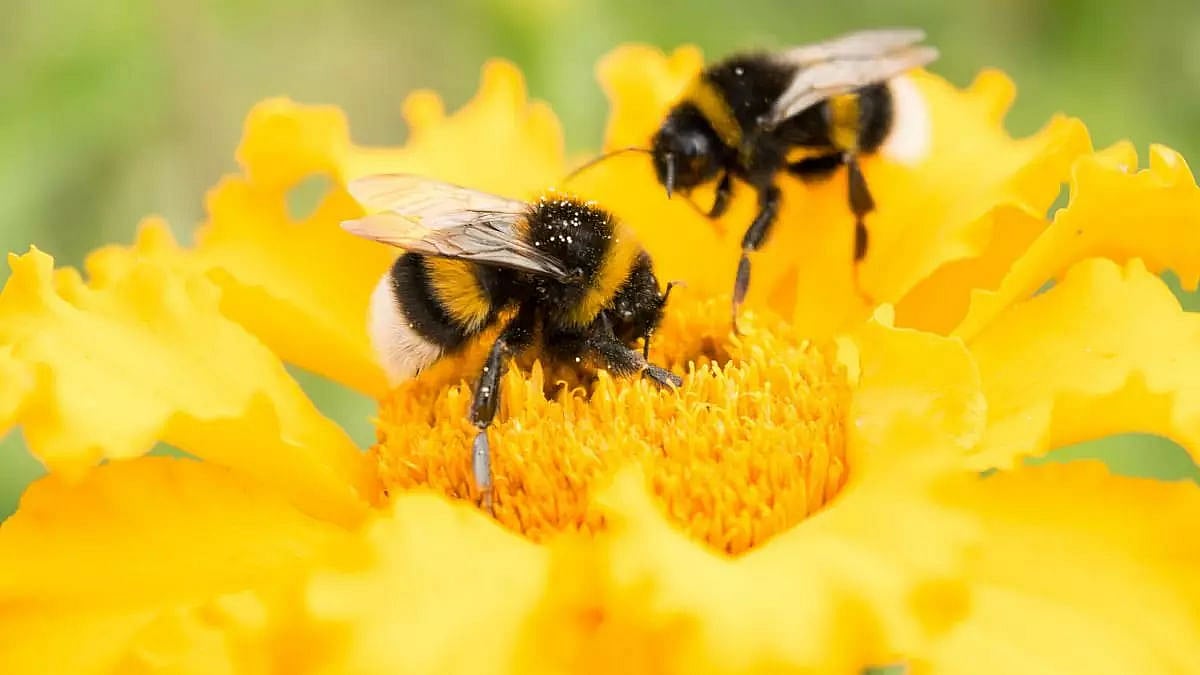 World Bee Day 2024: Date, Historical Significance and Celebration