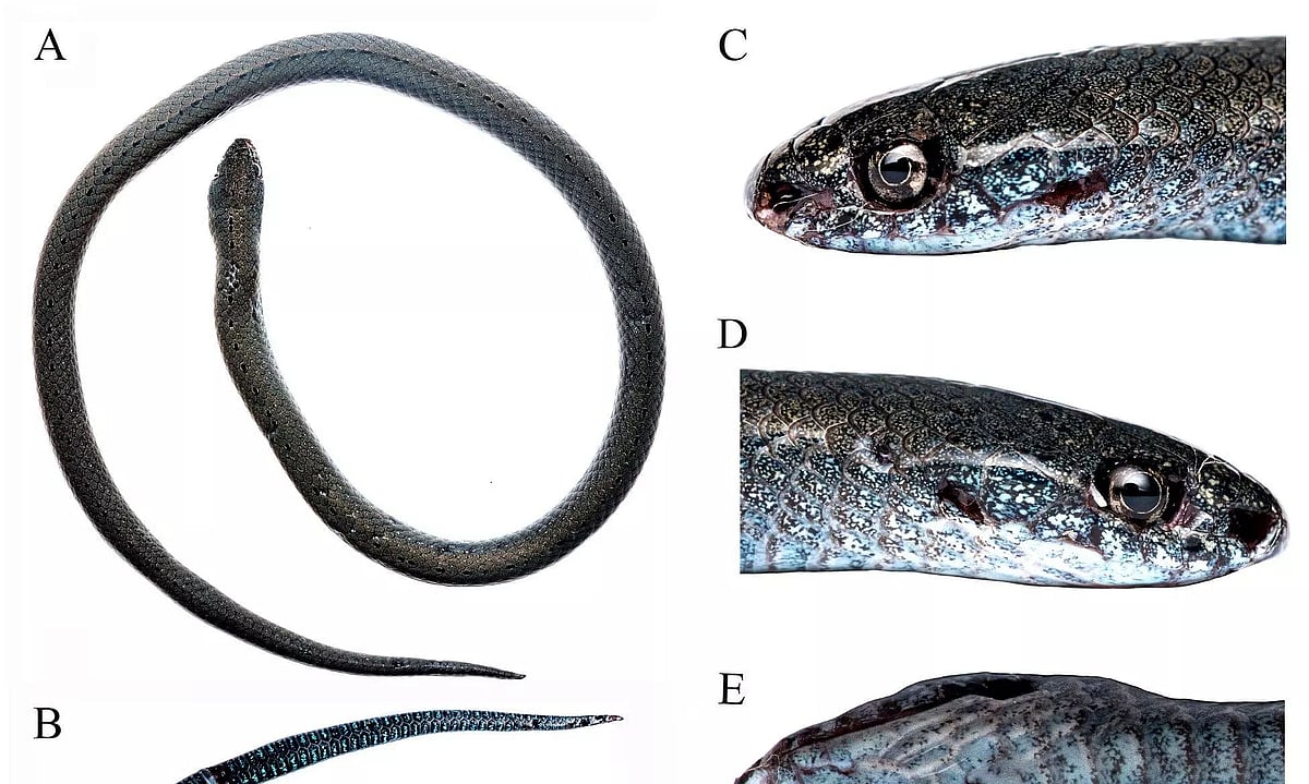 Assam: Rare 'Blue-Bellied Kukri Snake' Rediscovered After Centennial