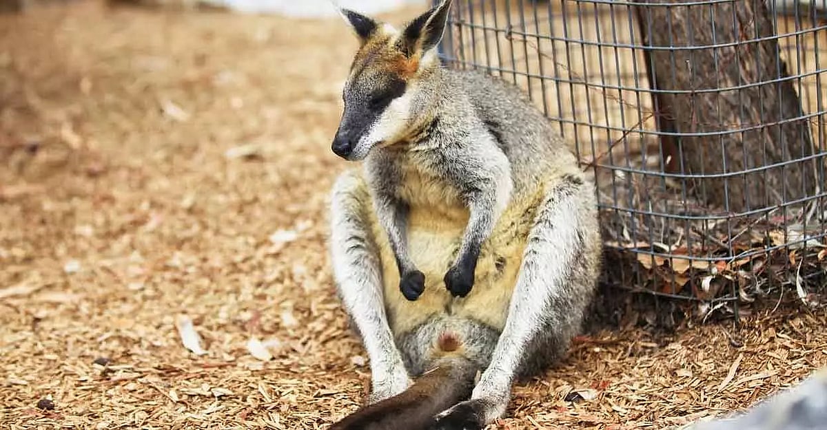 Over 60 Australian species face extinction within 20 years: Researchers