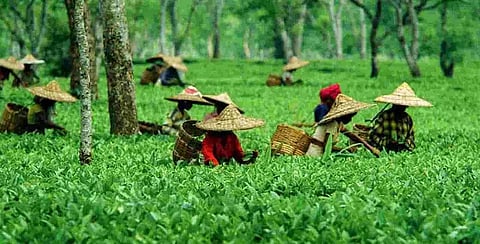 Assam Tea Tribe Students' Association (ATTSA) opposes OIL bid to ...