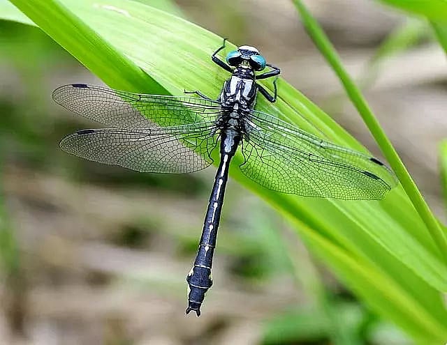 Assam: New Dragonfly Species Discovered, Named After Two Women