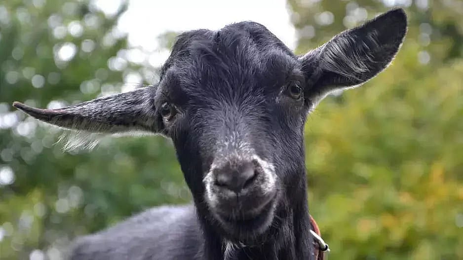 Goat Ear Cartilage Successfully Used To Correct Human Body Deformity