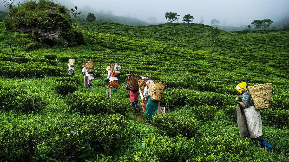 Uplift and political transition of the tea tribes