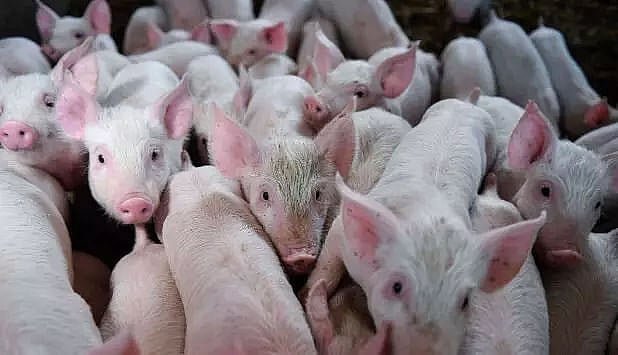 Meghalaya Government bans gestation & farrow crates for pigs, glue ...