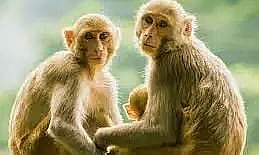 Monkeys kept captive for weeks rescued after PETA India prompt