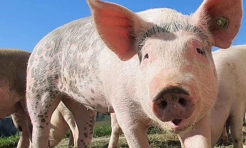 Is Life After Death Possible? Cells & Organs Revived In Dead Pigs In ...