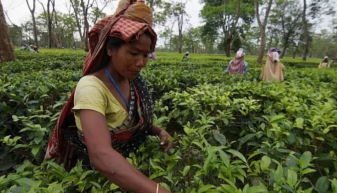 Why is there a disparity in daily wage of TE workers of Assam?