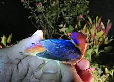 Various varieties of birds flock to Jatinga