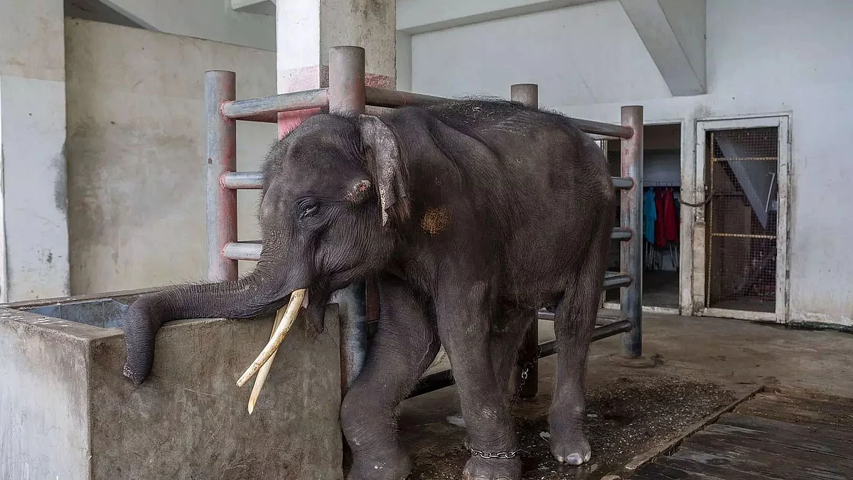 New Video Shows Continued Torture Of Assam Elephant In Tamil Nadu Temple