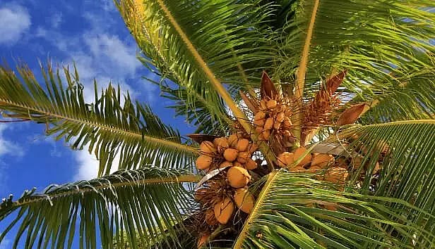 Know the importance of coconut tree