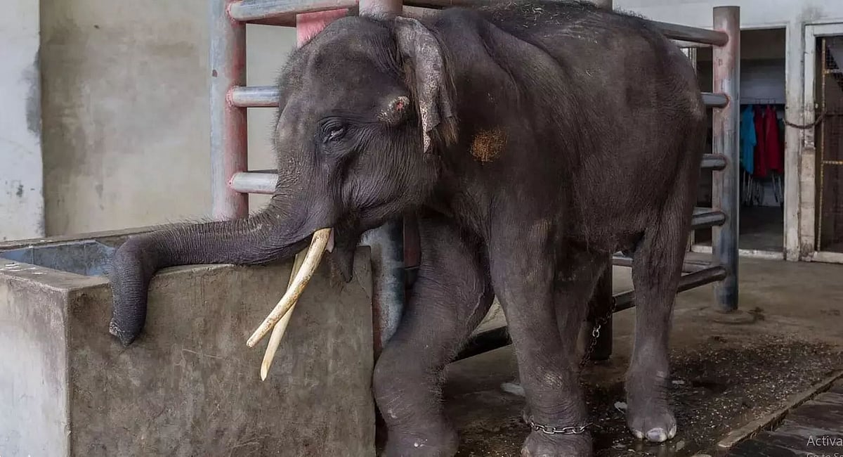 FACT CHECK: Elephant chained to pole in Thailand is Assam's Joymala?