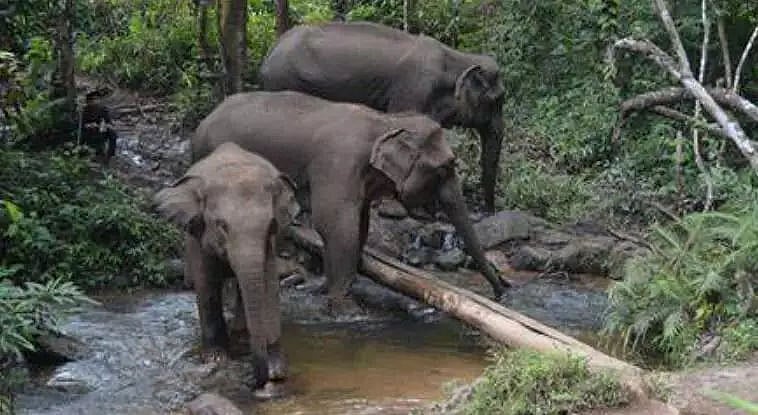 One dead, five injured in elephant attack in Baksa district