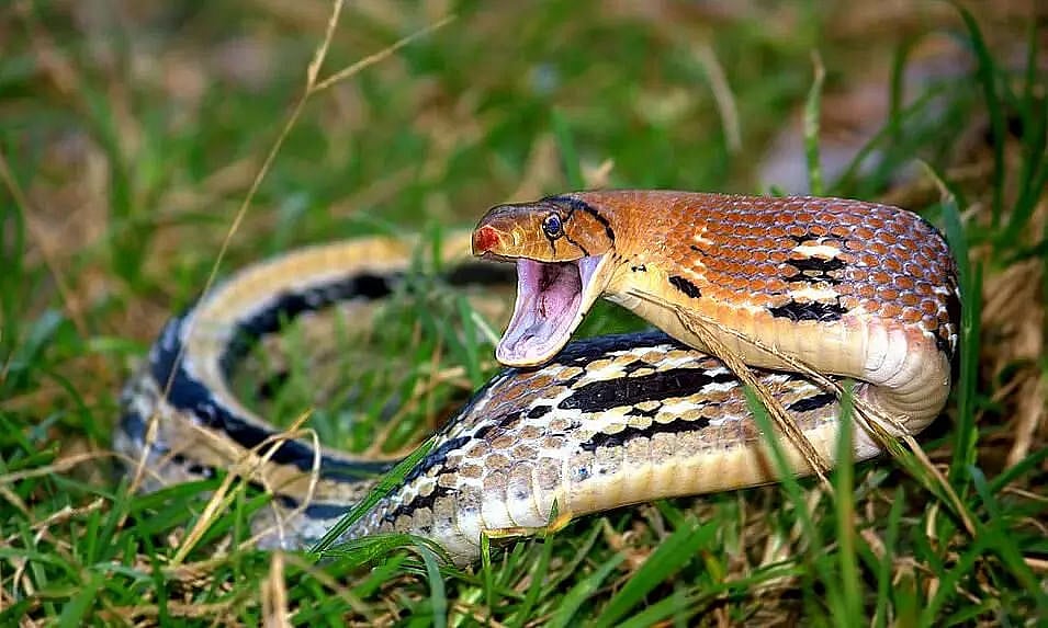 Assam Doctor Brings out a Model to Ensure Zero Snake Bite Deaths by 2024