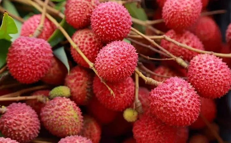 International Trade Potential of Tezpur Litchi
