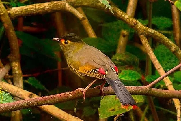 Critically endangered Bugun Liocichla spotted in Arunachal sanctuary