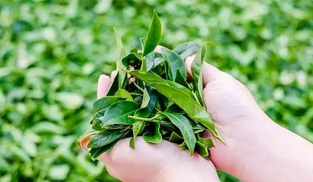 Roadmap for Assam tea industry