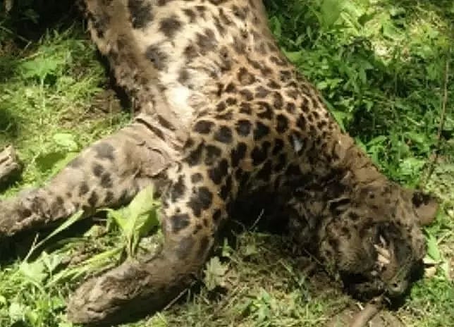 Leopard beaten to death in Golaghat district