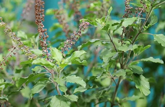 Tulsi plants distributed at Amguri Town
