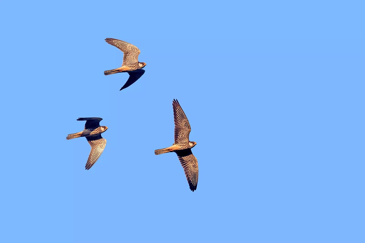 Number of Amur Falcons visiting Umrangsu continues to increase