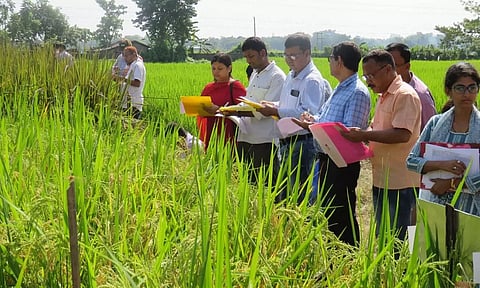 Participatory paddy crop cafeteria held at Krishi Vigyan Kendra, Nagaon