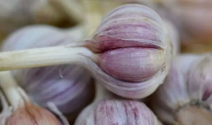 250 quintals of garlic seeds distributed to Siang farmers in Arunachal ...