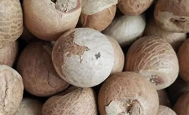 Burmese supari, cough syrup seized by Assam Police