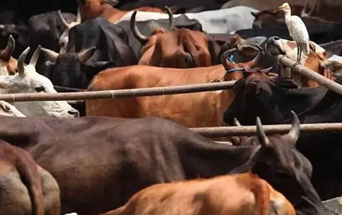 Cattle seized from smugglers in Nagaon district
