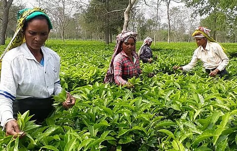 TCS Launches New App To Revolutionize Tea Industry In Assam