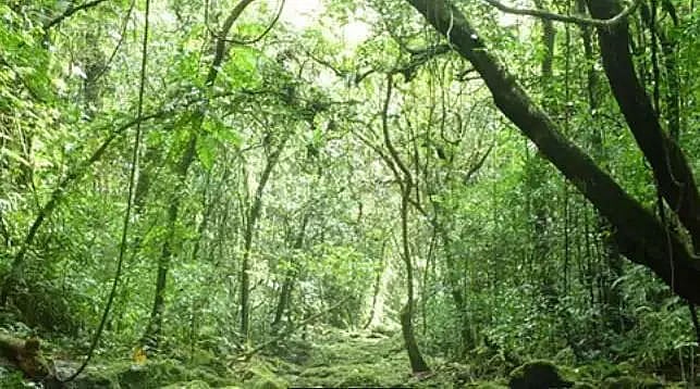 Local people seek action against Forester II for 'destroying' forests ...