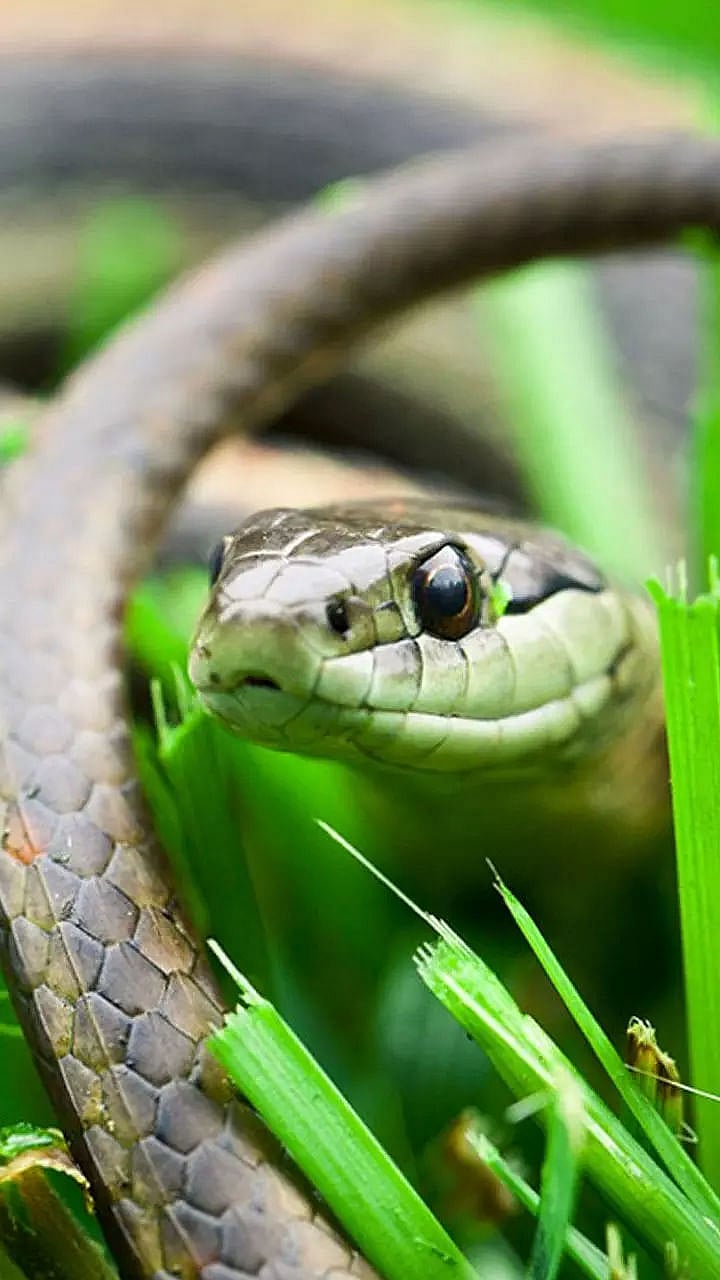 10 of the Deadliest Snakes