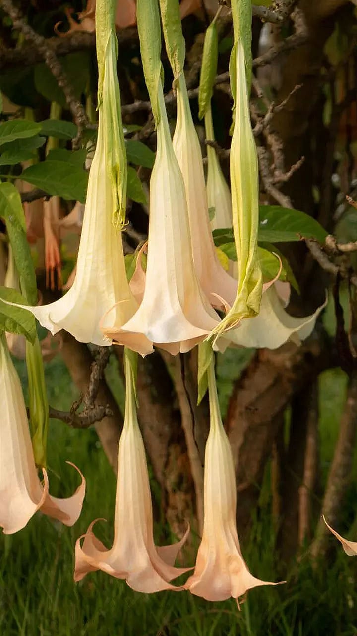 9 Mind-Altering Plants