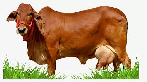 Cow deserves to be the national animal