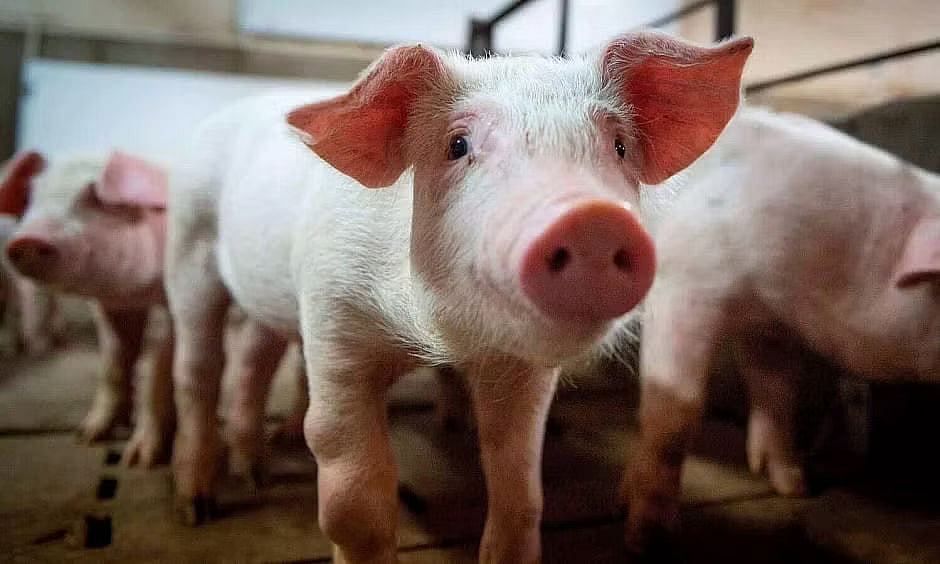 Assam: State yet to get rid of African Swine Fever