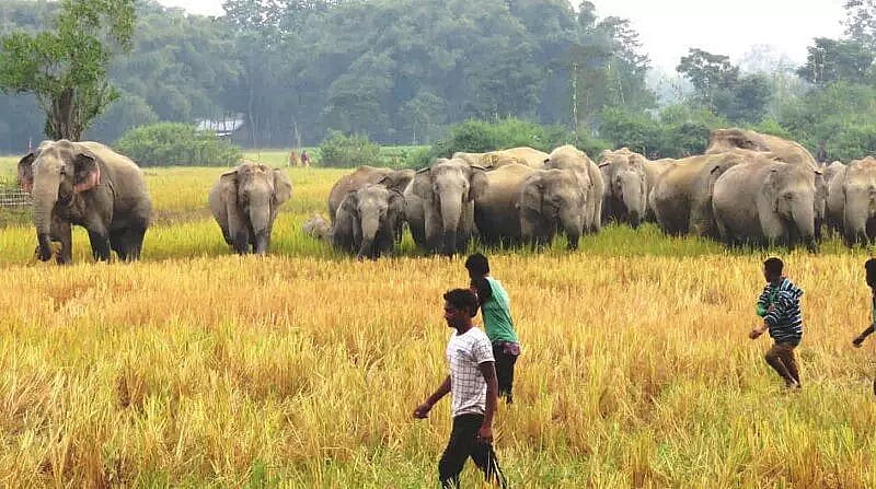 Human - Elephant Conflicts: Man and Elephant Dead in Assam's Goalpara