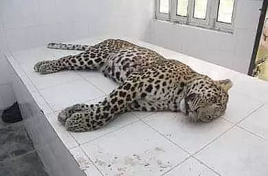 Jorhat Leopard Which Injured 15 People, Succumbs to Injuries