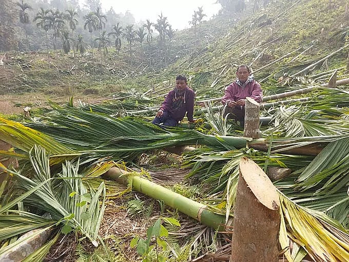 Assam Forest Department cuts 6,000 betel nut trees for gardening in Boko