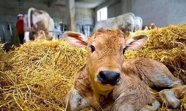Vaccination drive for livestock in Golaghat district