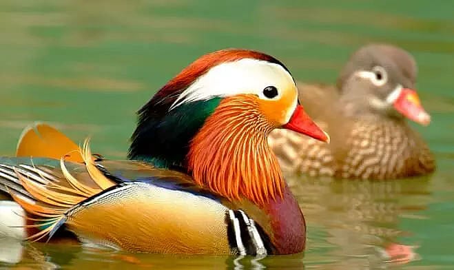 Mandarin ducks nesting in Arunachal Pradesh district